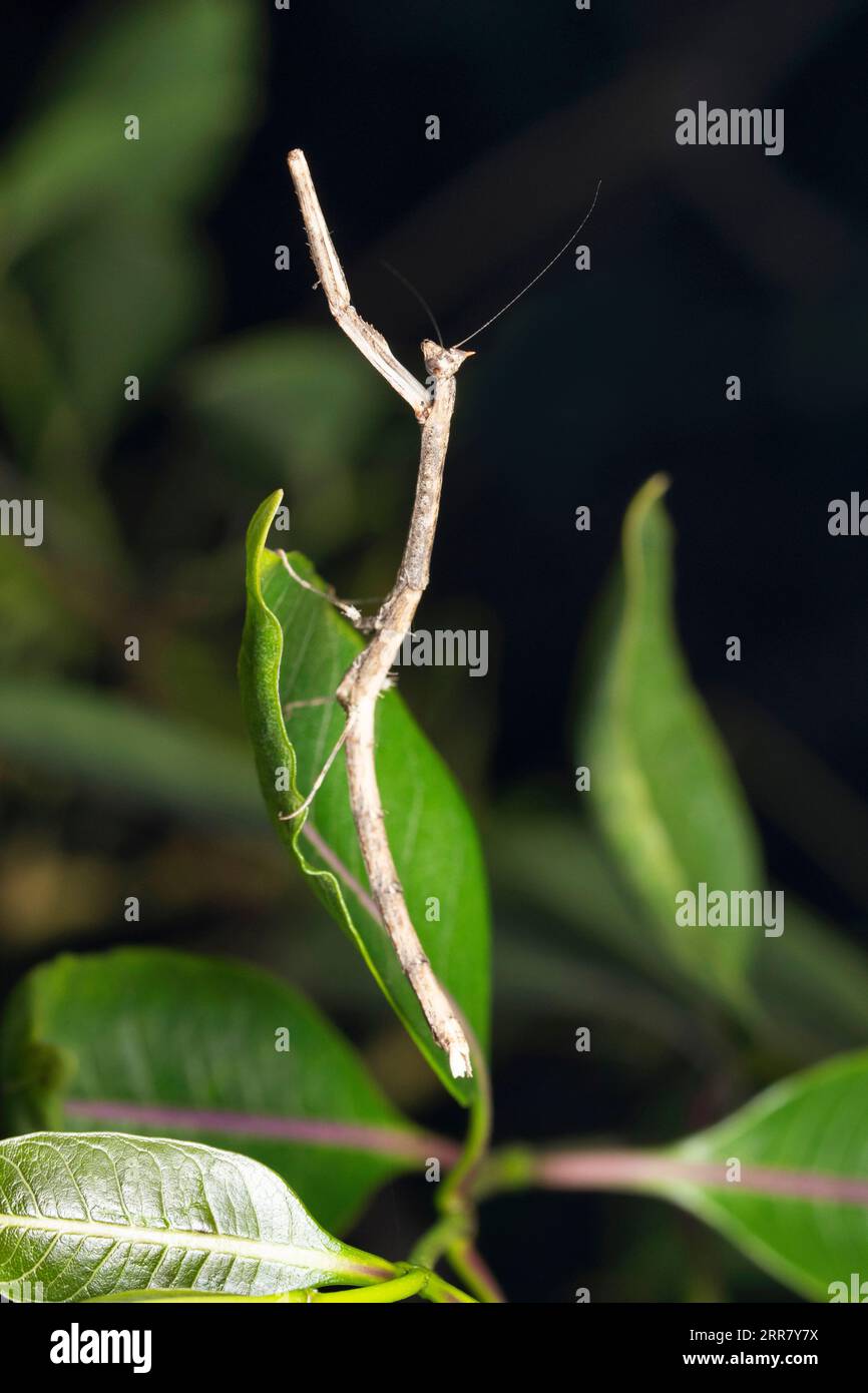 Mimic natural camouflage hi-res stock photography and images - Alamy