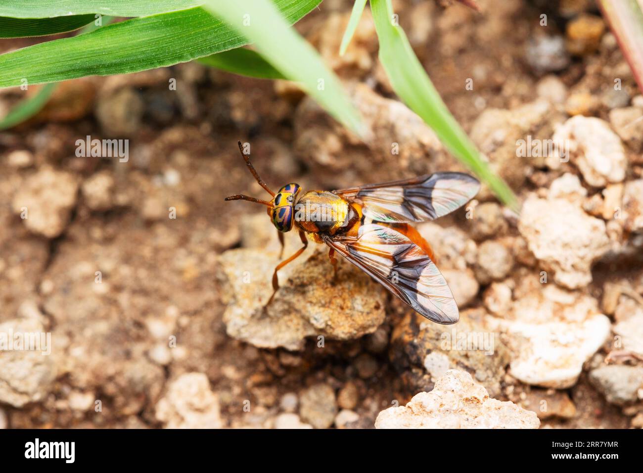 Splayed deer fly, Chrysops caecutiens, Satara, Maharashtra, India Stock ...