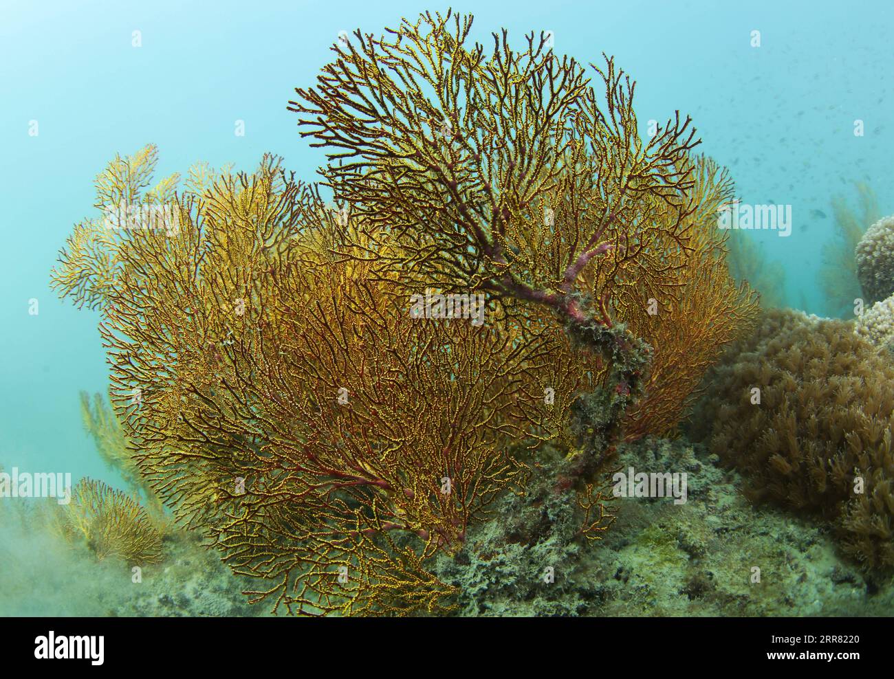 Coral reef restoration project hi-res stock photography and images - Alamy