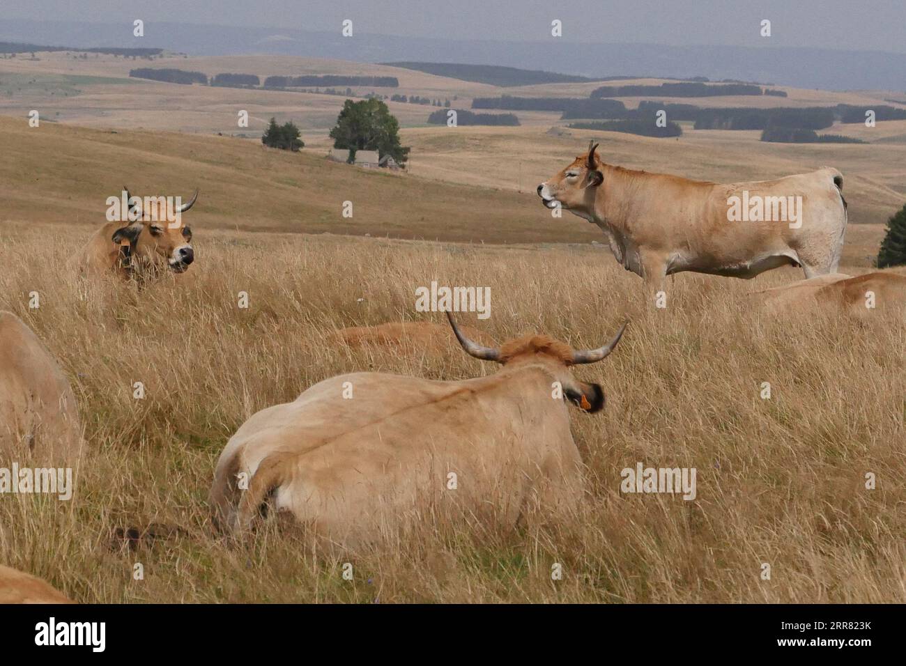Aubrac cows in the countryside of Lozere surrounded by nature in the ...