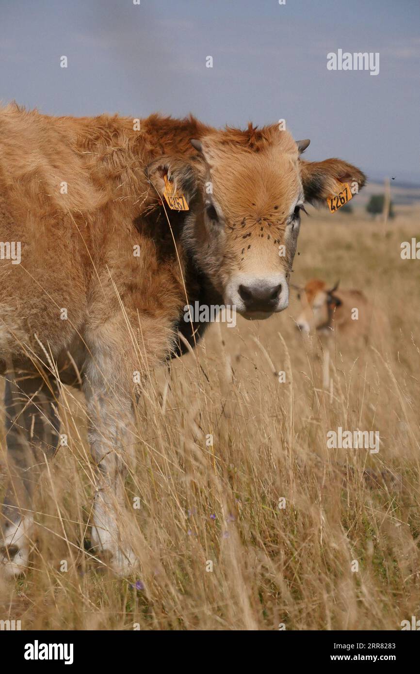 Aubrac cows in the countryside of Lozere surrounded by nature in the ...