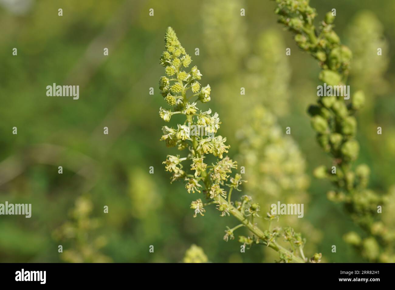 Close up flowers of yellow mignonette, wild mignonette (Reseda lutea ...