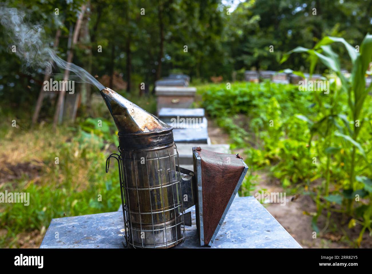 Beekeeping tools background photo. Close up view of a bee smoker on the ...