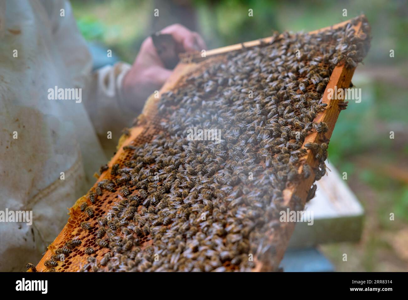 Apiarist or beekeeper holding a frame of honeycomb full with bees in ...