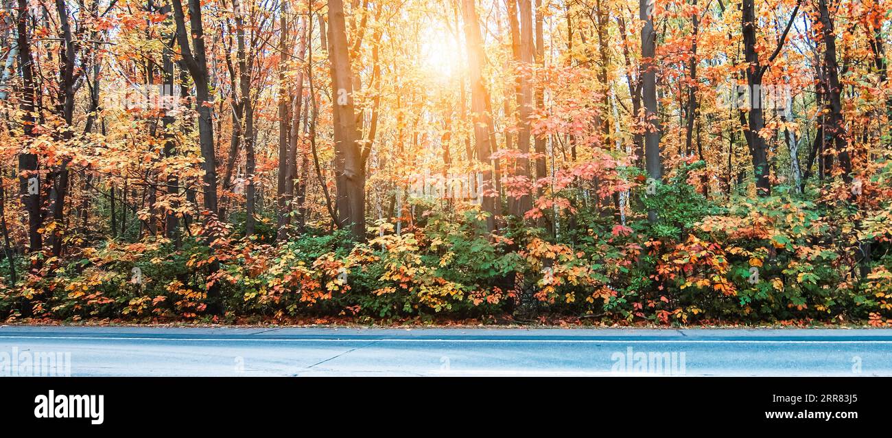 Colorful forest hi-res stock photography and images - Alamy