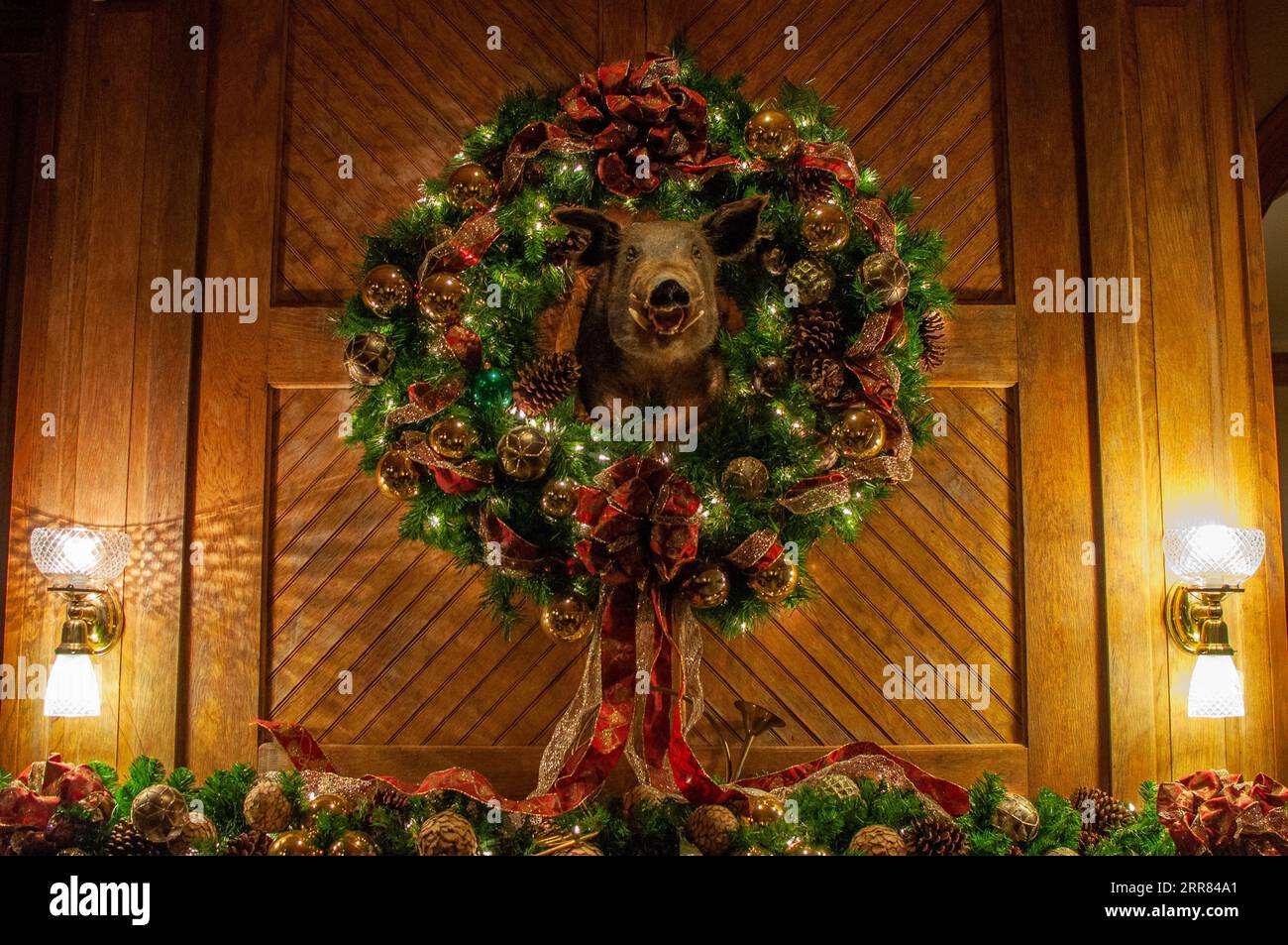 Christmas wreath with taxidermy boar head and ribbons above the mantle ...