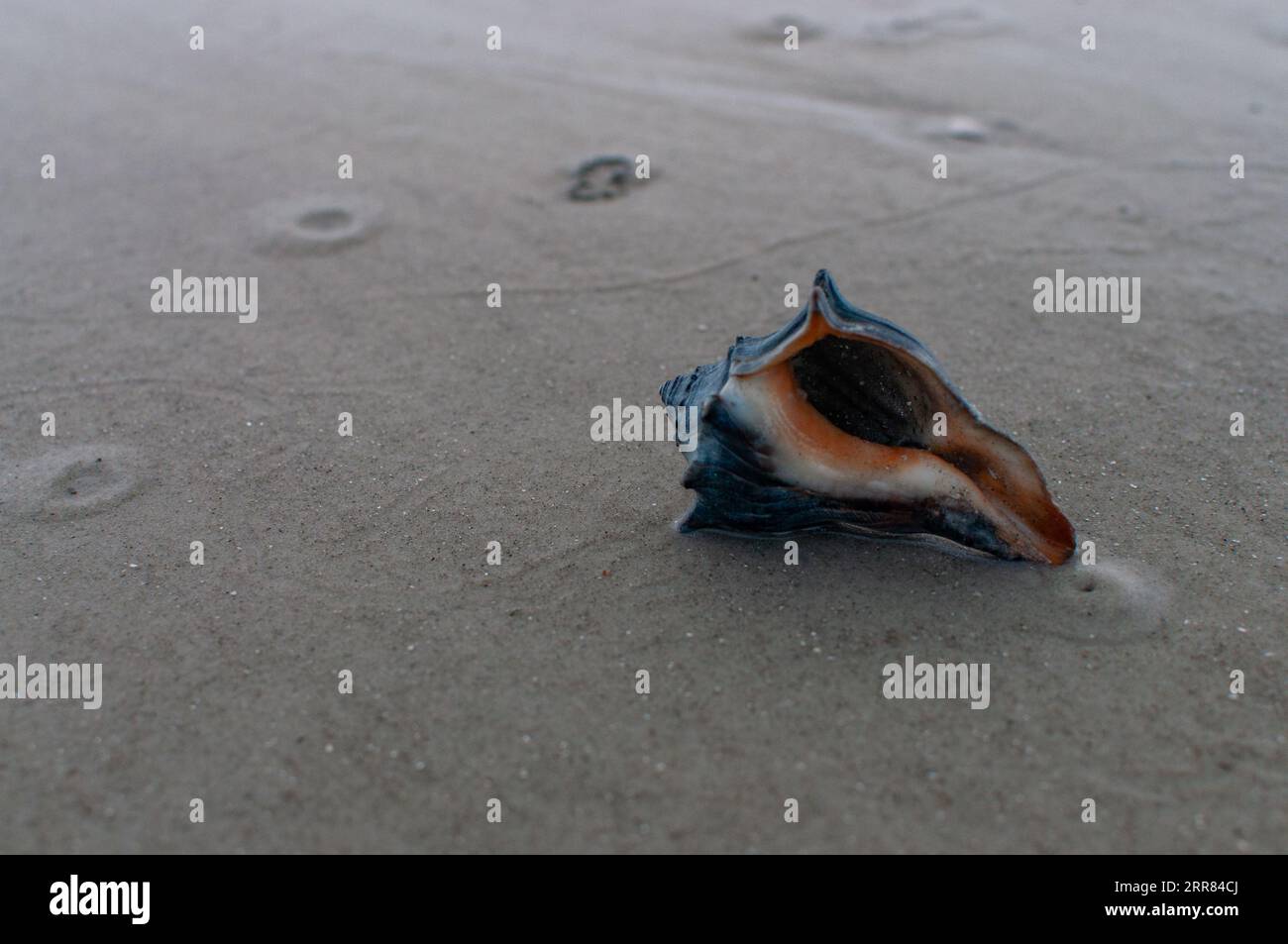 Whorled shell hi-res stock photography and images - Alamy