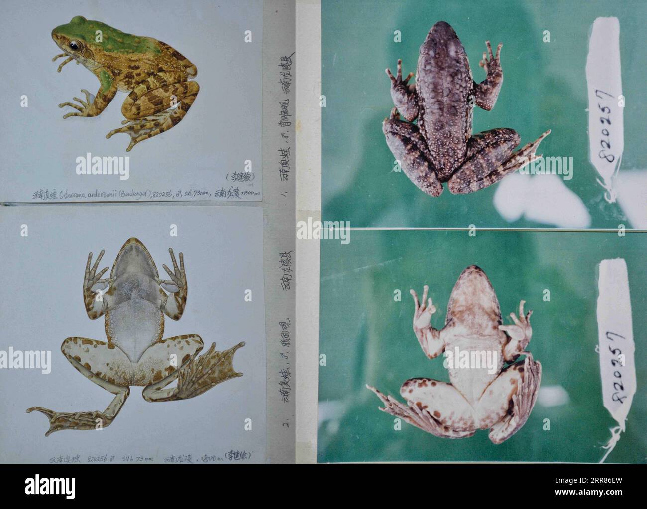 210421 -- CHENGDU, April 21, 2021 -- Photo taken on April 19, 2021 ...