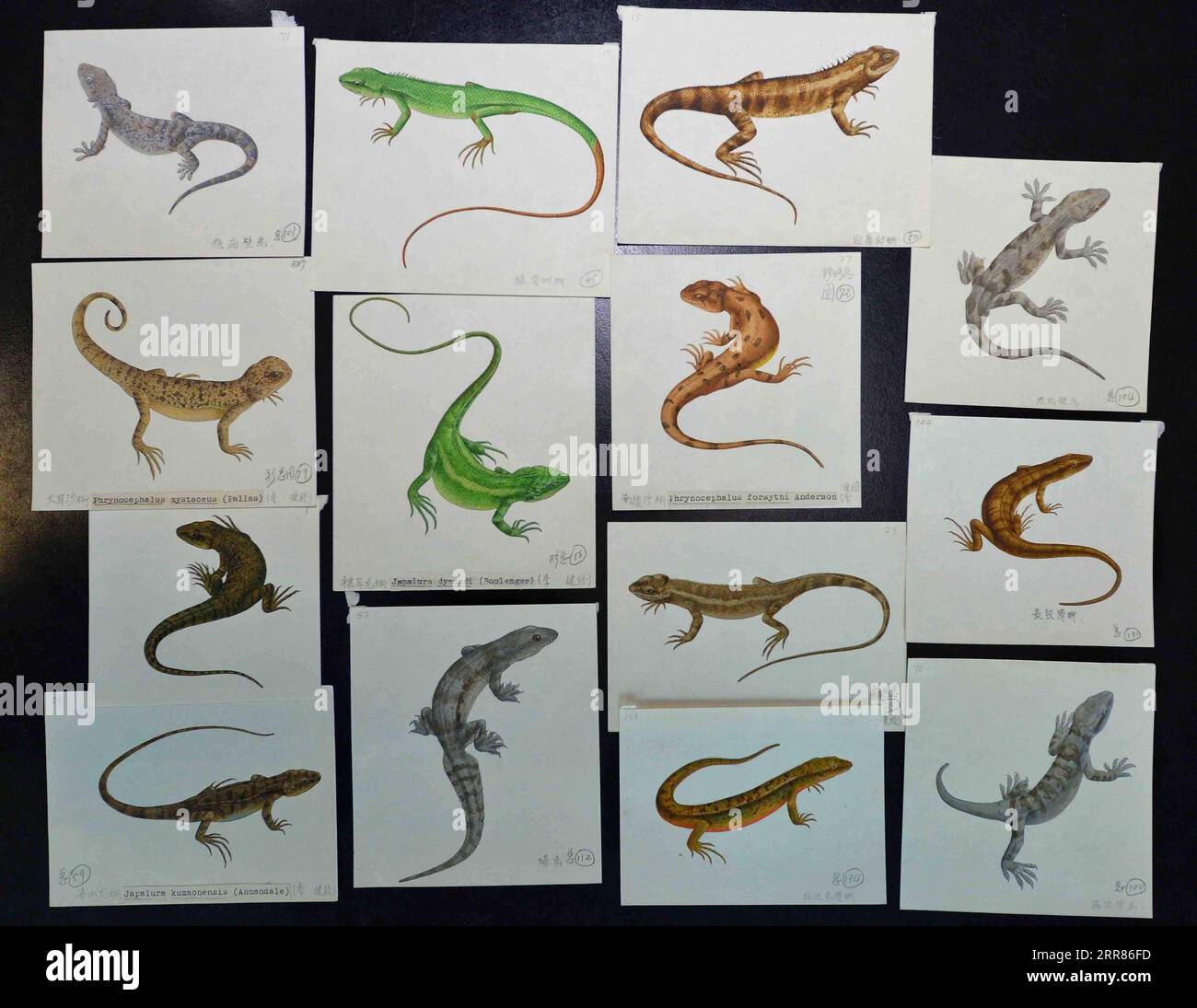 210421 -- CHENGDU, April 21, 2021 -- Photo taken on April 14, 2021 ...