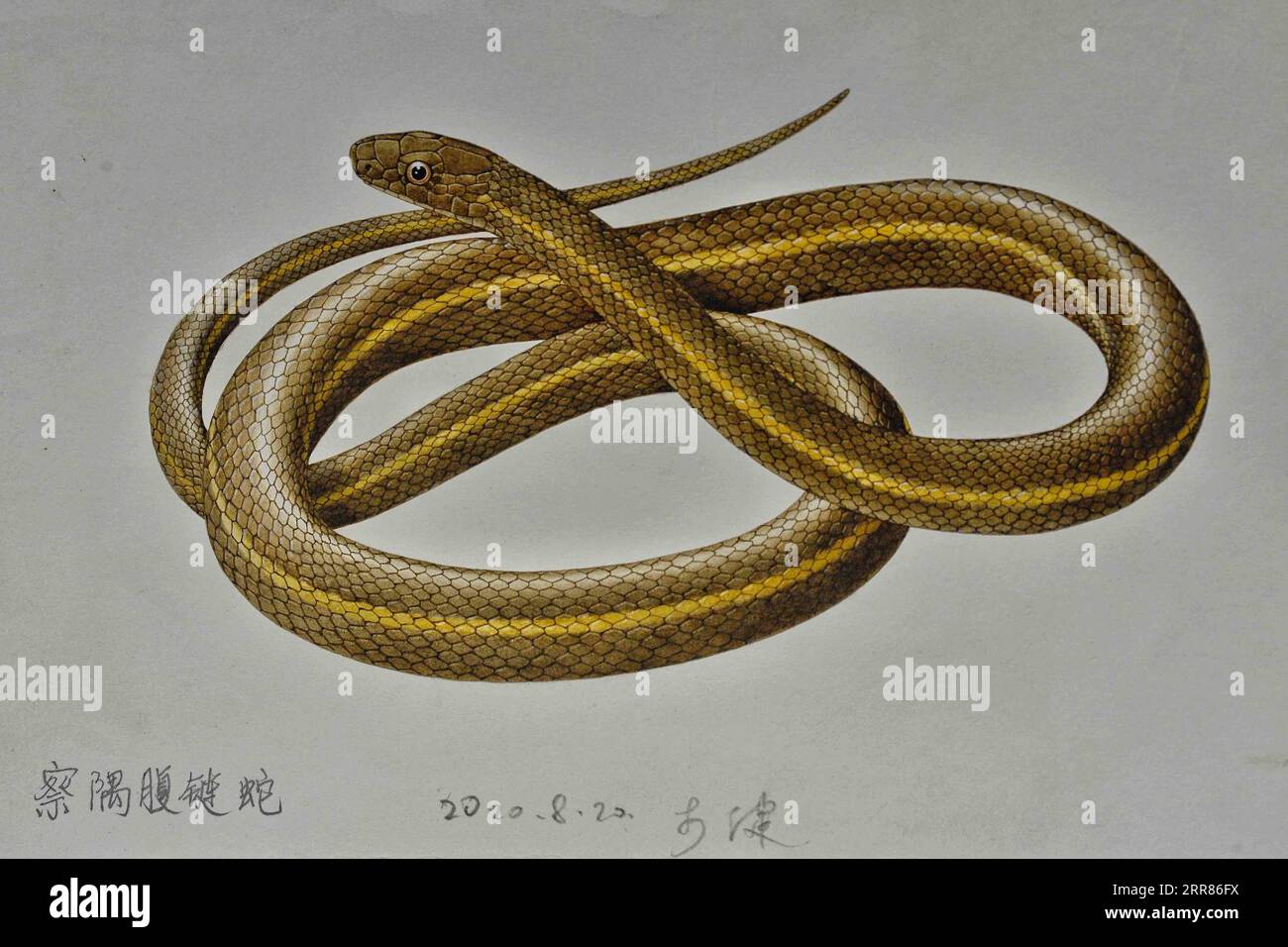 210421 -- CHENGDU, April 21, 2021 -- Photo taken on April 14, 2021 ...