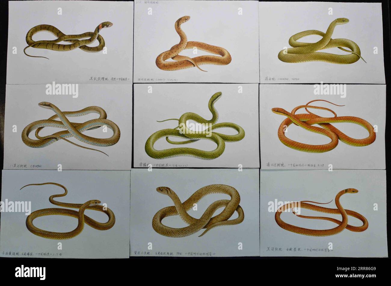 210421 -- CHENGDU, April 21, 2021 -- Photo taken on April 14, 2021 ...