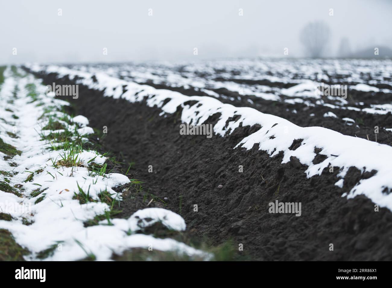 Arable fields under a thin layer of snow. Rural landscape in winter ...