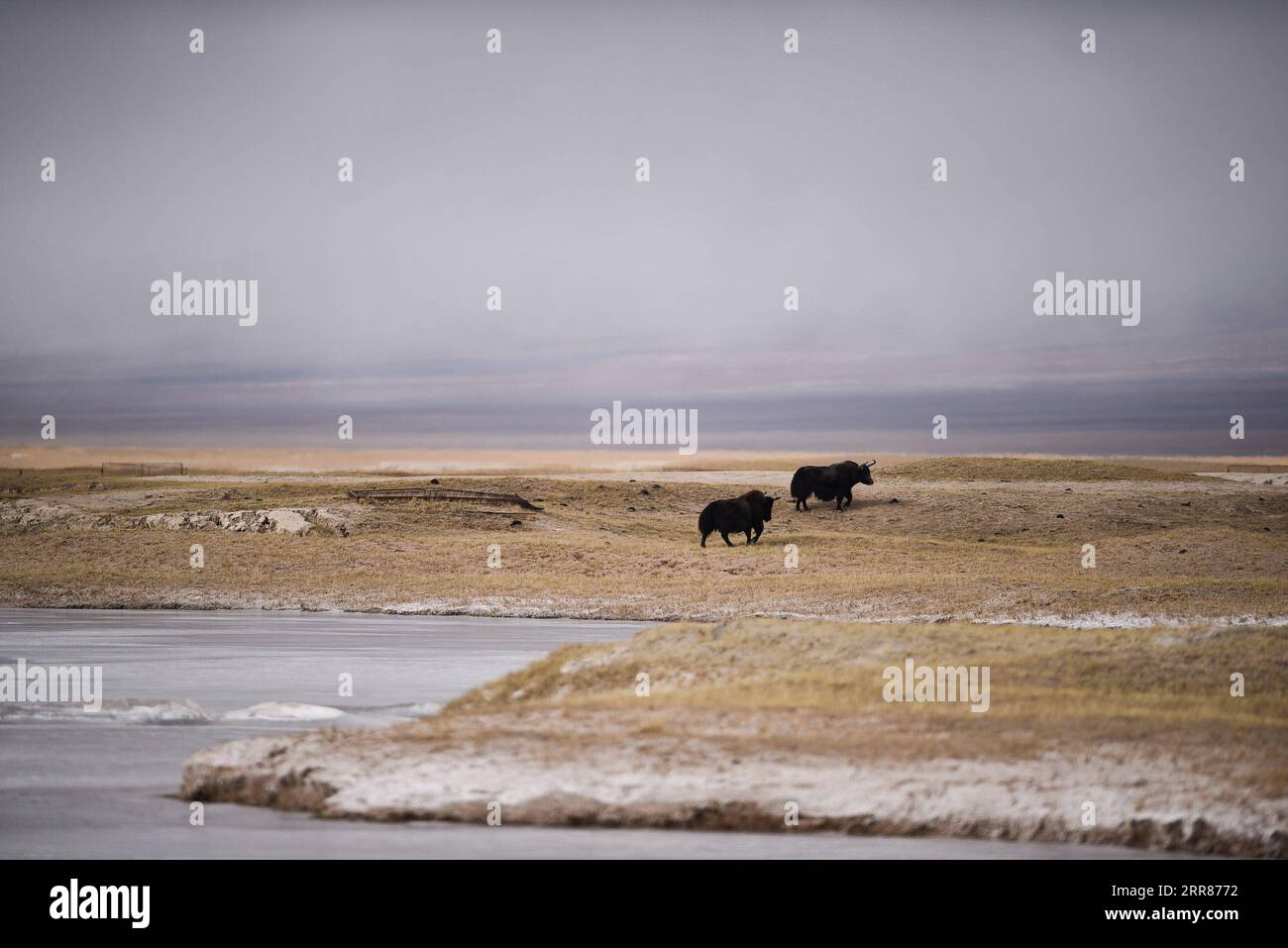 Three yaks hi-res stock photography and images - Alamy