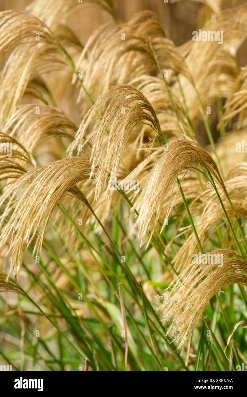 Miscanthus nepalensis, Himalayan fairy grass, drooping golden flower ...