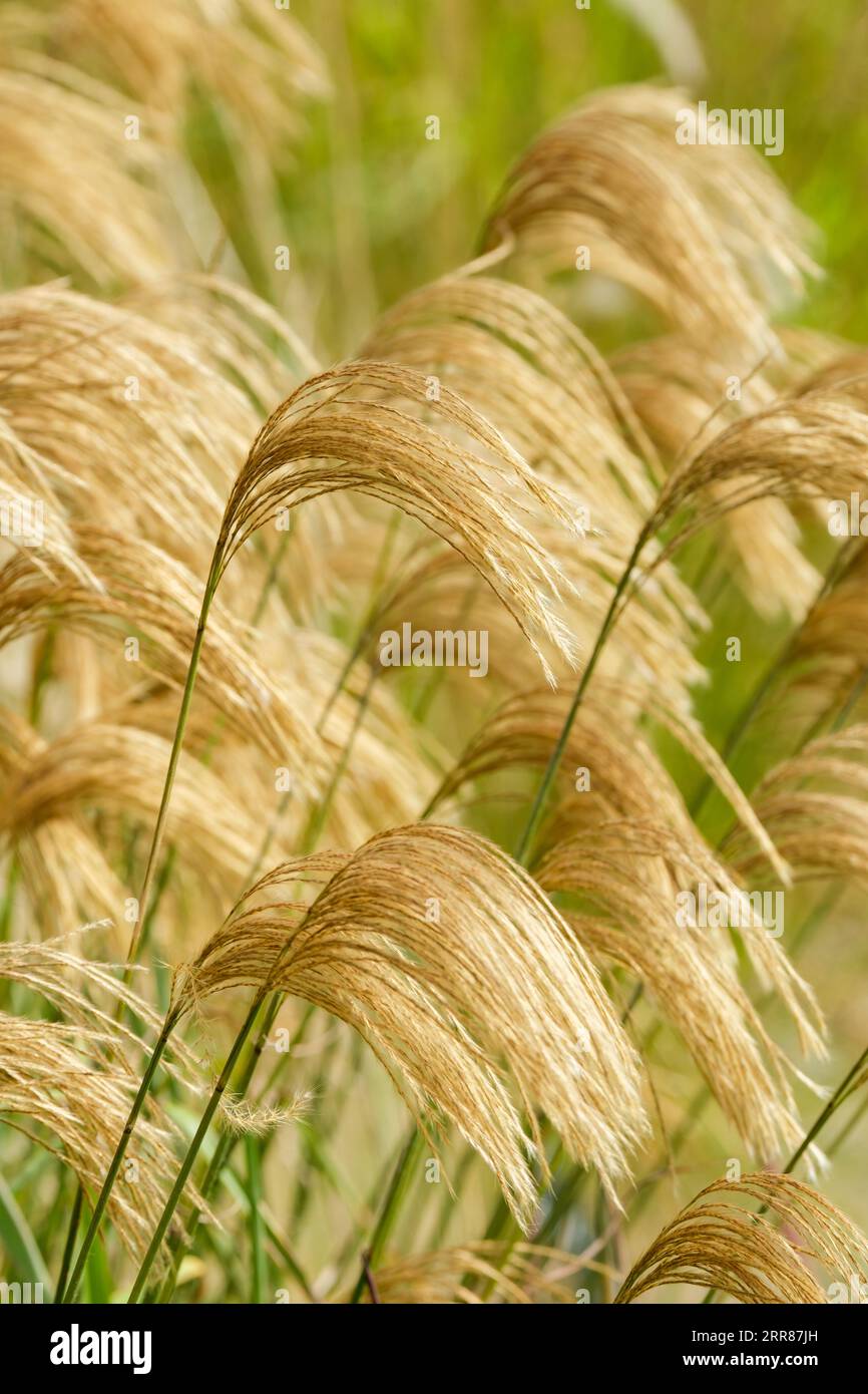 Miscanthus nepalensis, Himalayan fairy grass, drooping golden flower ...