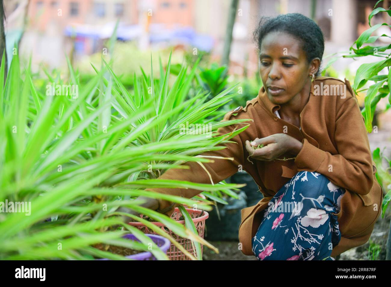 Commercial building addis ababa ethiopia hi-res stock photography and ...
