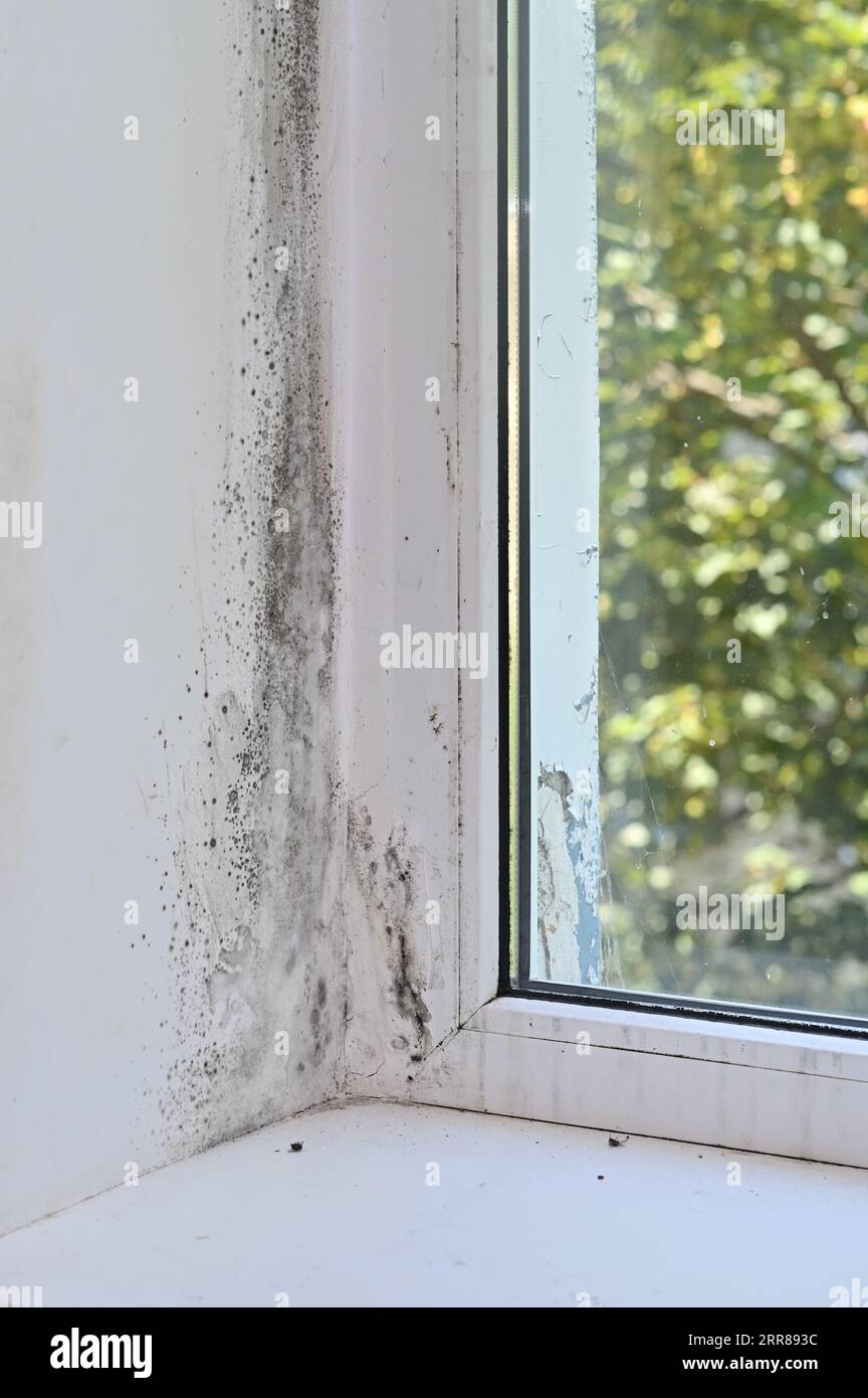 Mold in corner window hi-res stock photography and images - Alamy