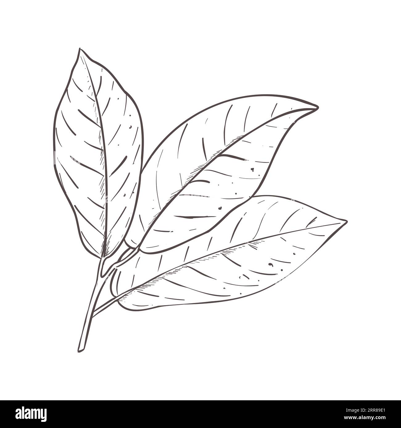 Vector illustration of cocoa leaves. Black outline of branch, graphic ...