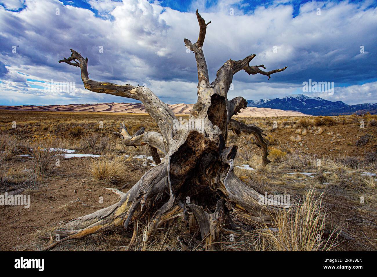 A lone tree branch stands in a lush grassy field, illuminated by a ...