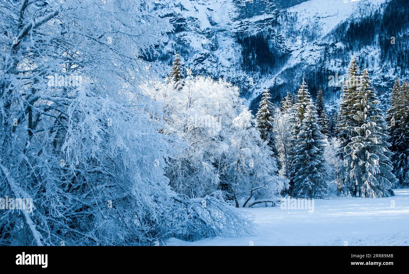 the cold night has frozen the trees Stock Photo - Alamy