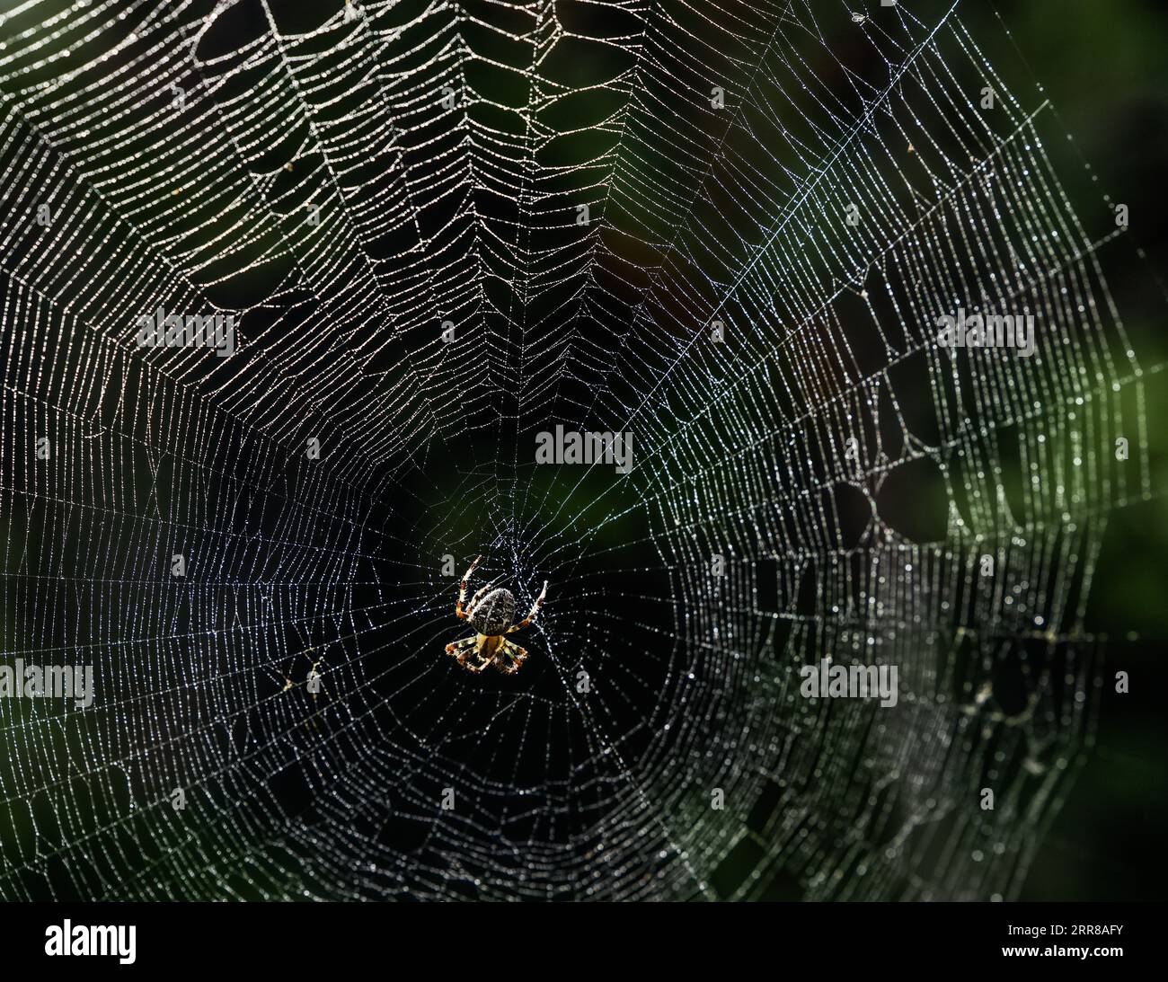 London, UK. 7th Sep, 2023. An early dew-covered, double spider web ...