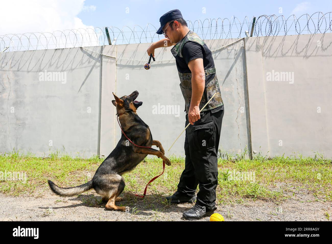 Police dog obedience hi-res stock photography and images - Alamy