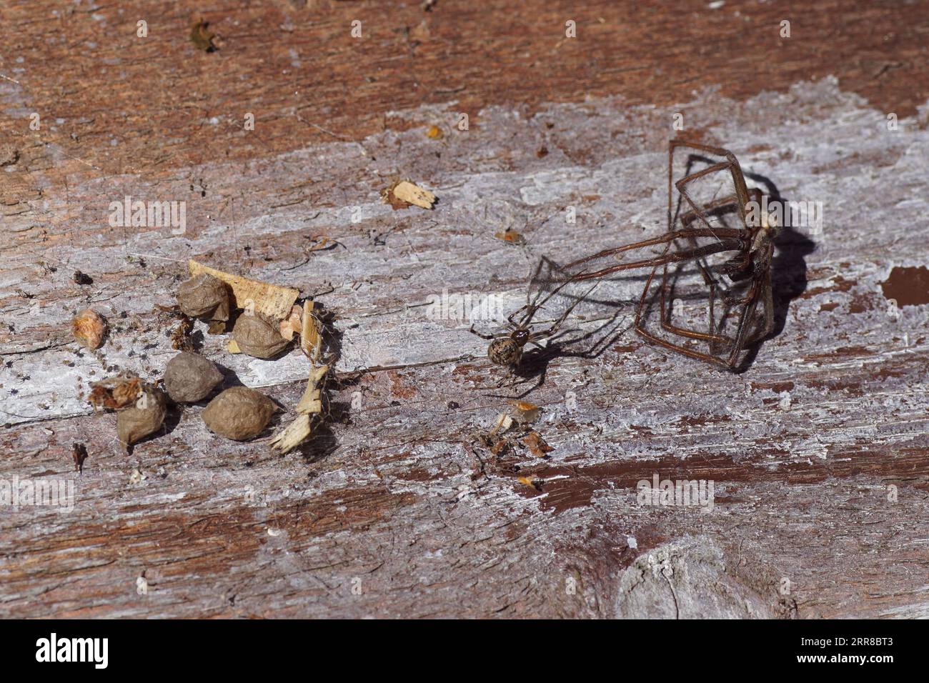 Common house spider, American house spider (Parasteatoda tepidariorums ...