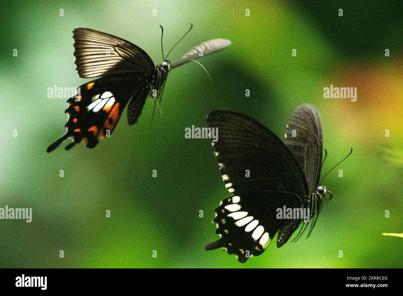 210501 -- SINGAPORE, May 1, 2021 -- A pair of common mormon butterflies ...