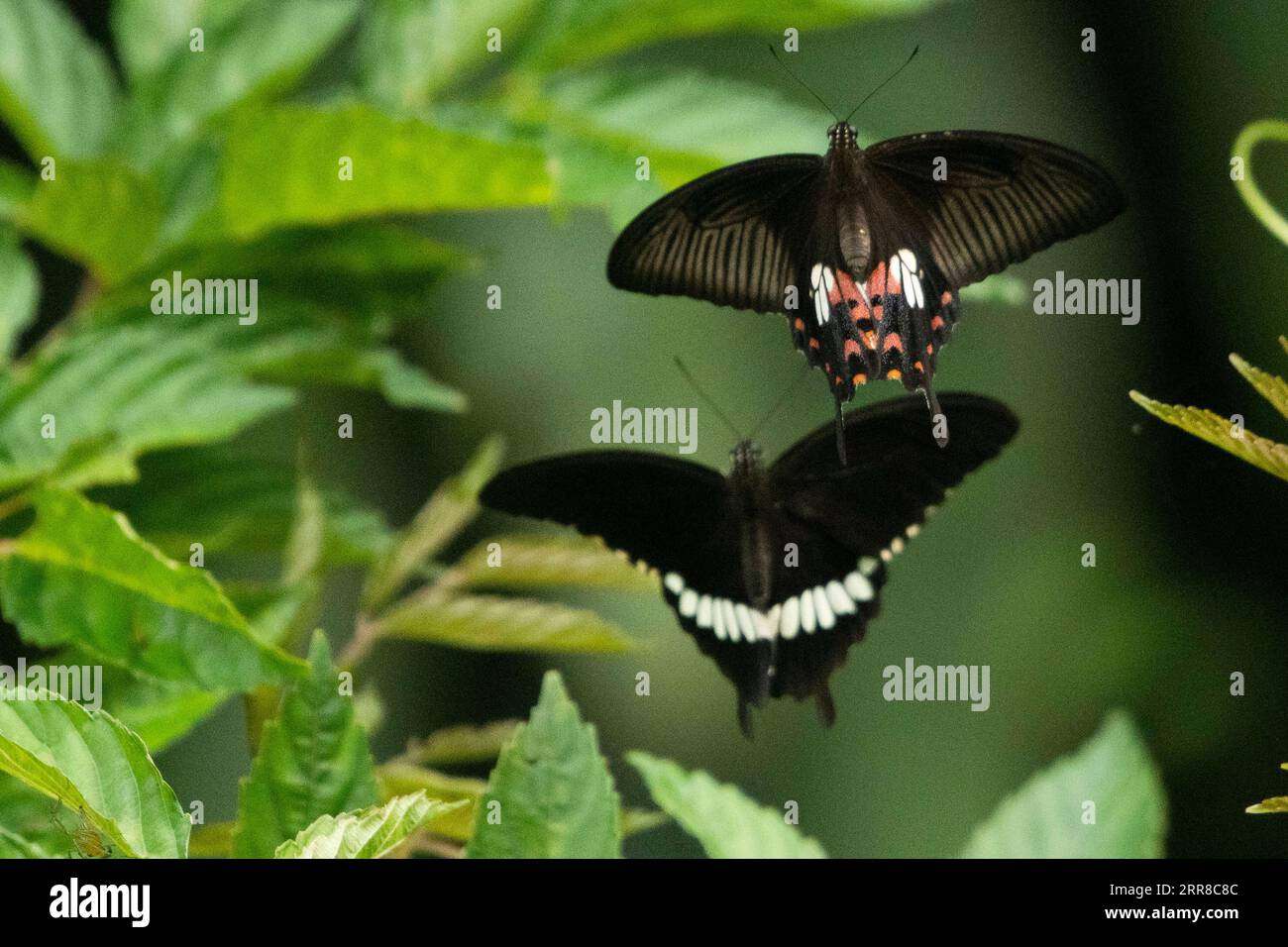210501 -- SINGAPORE, May 1, 2021 -- A pair of common mormon butterflies ...