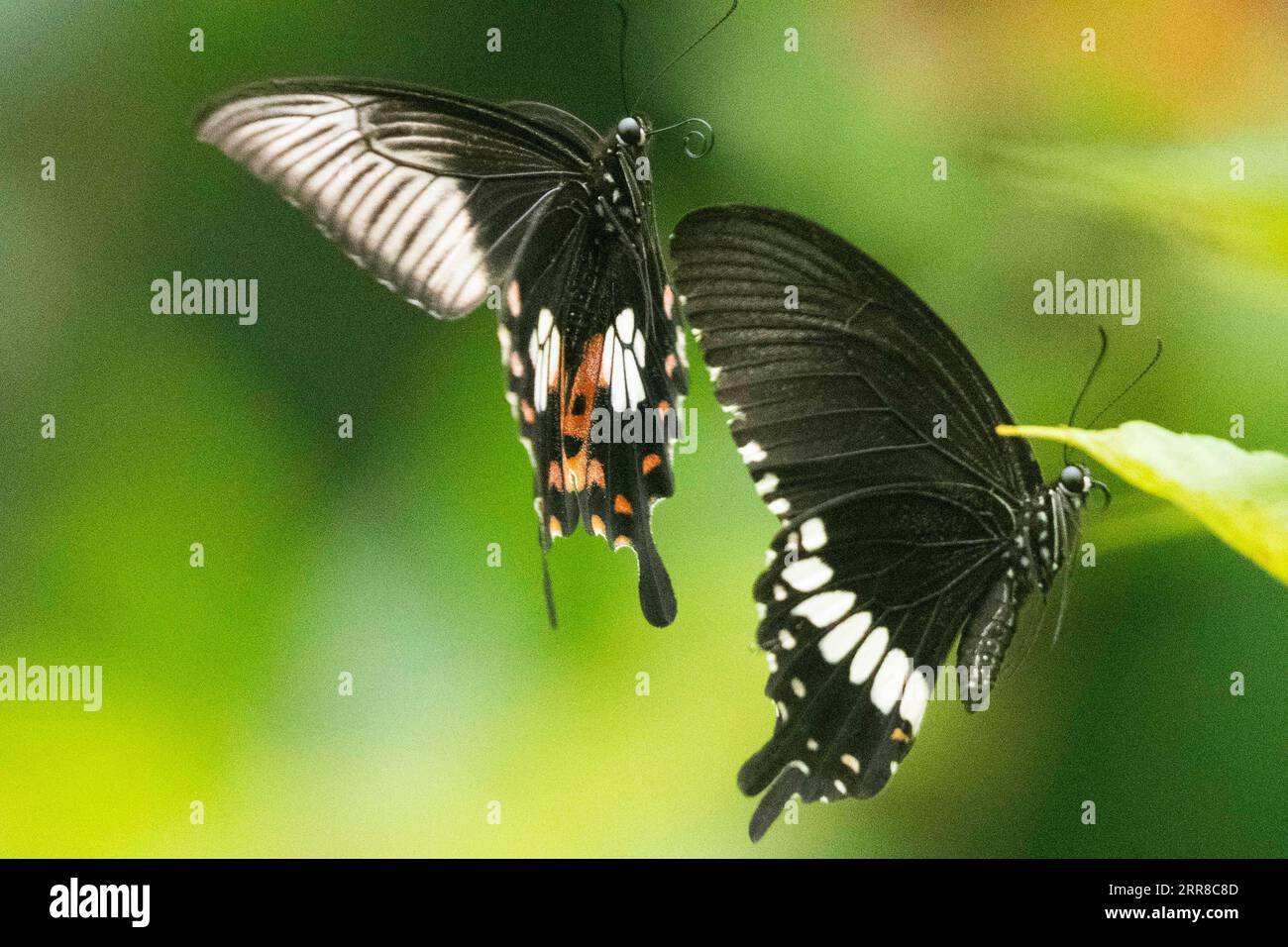 210501 -- SINGAPORE, May 1, 2021 -- A pair of common mormon butterflies ...