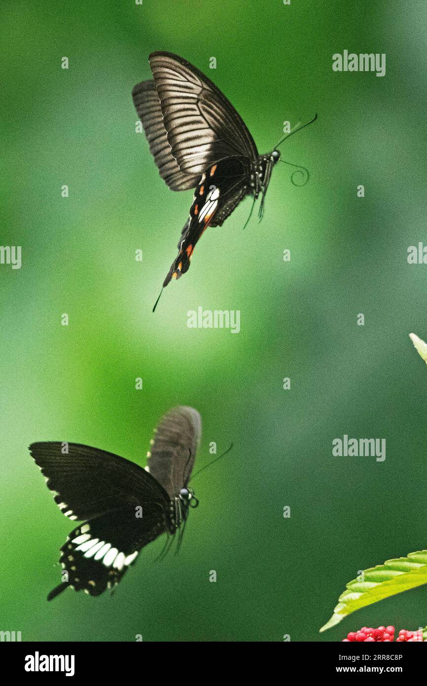 210501 -- SINGAPORE, May 1, 2021 -- A pair of common mormon butterflies ...