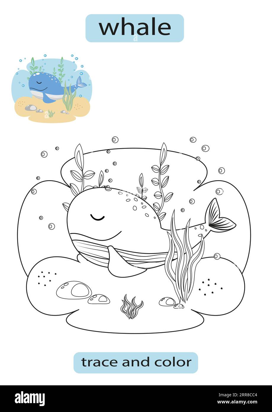 Whale Worksheet
