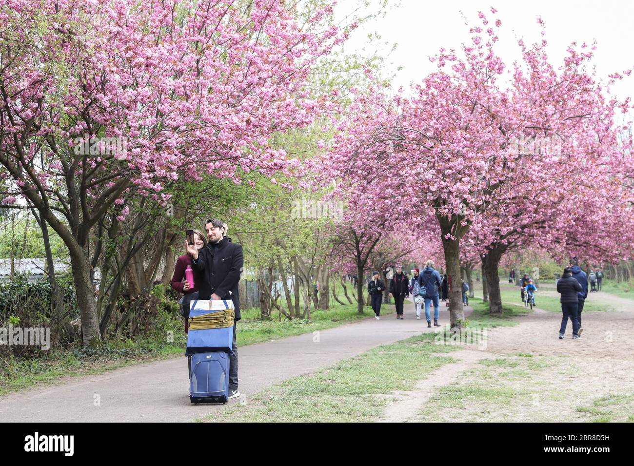 210502 -- BERLIN, May 2, 2021 -- People take a selfie in front of blooming cherry blossom trees ...