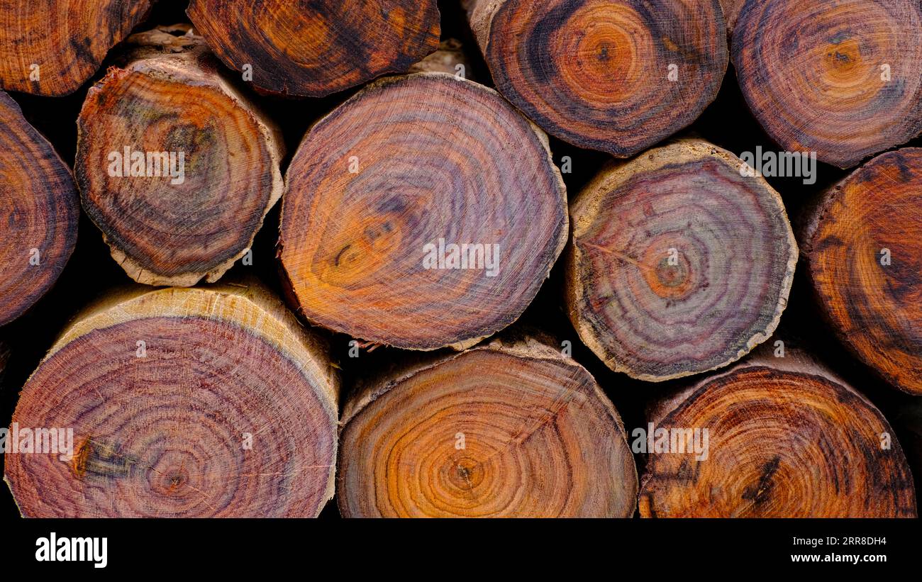 Tree age year rings wooden saw cut of Siam rosewood Stock Photo - Alamy