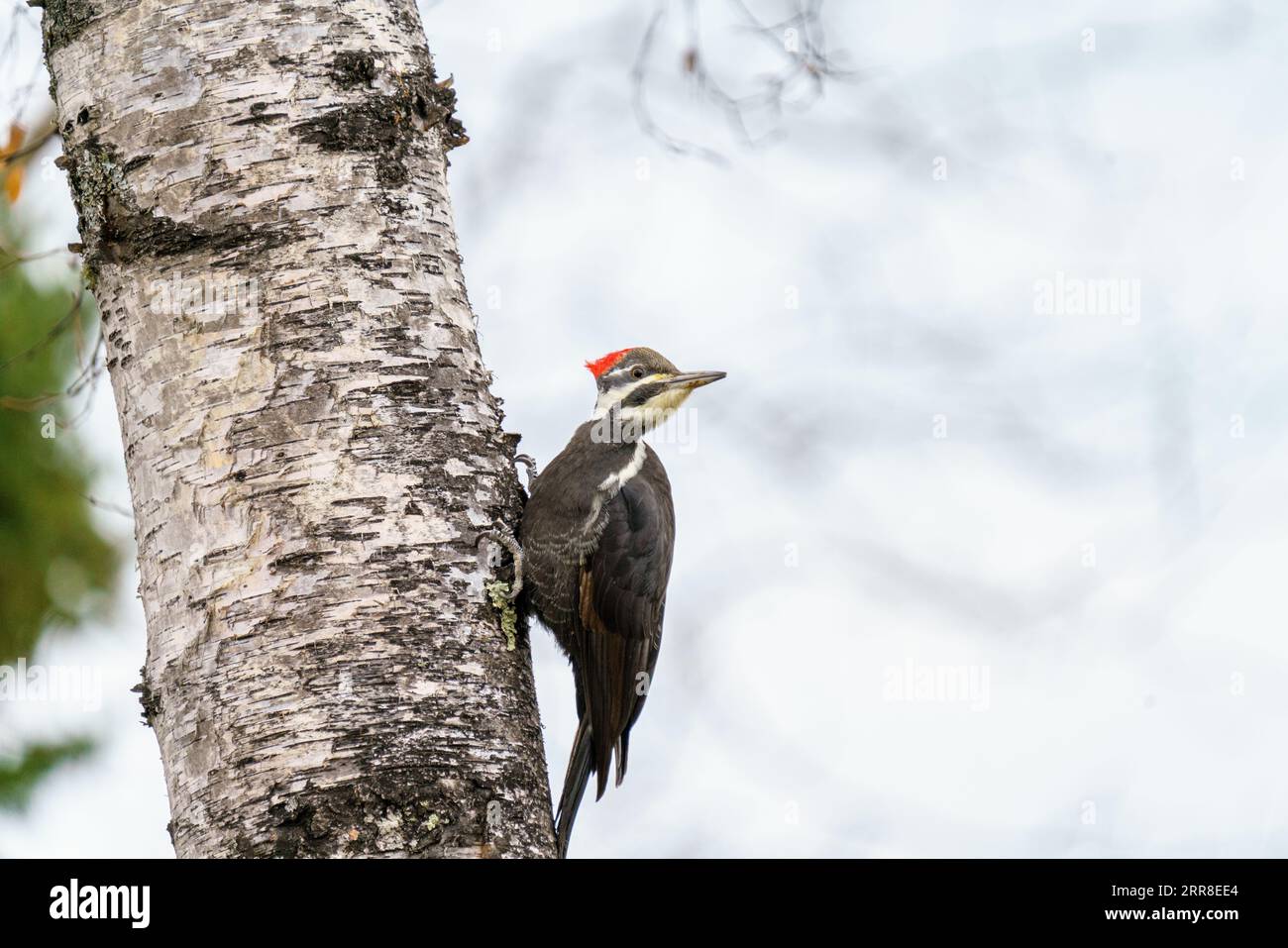 A close-up view of a birch tree trunk with a scattered pile of feathers ...