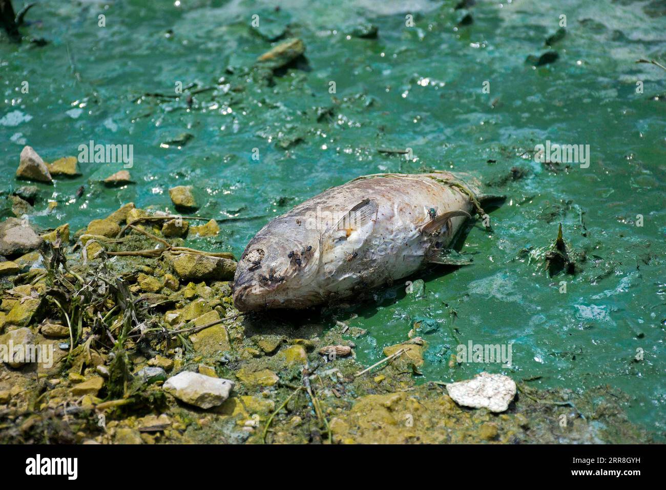 Fish deaths hi-res stock photography and images - Alamy