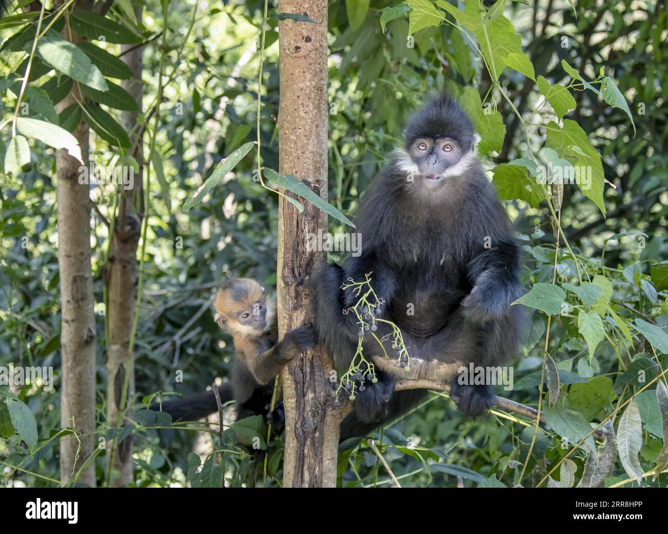 Wild Francois' leaf monkeys in Tongren City, southwest China's Guizhou ...