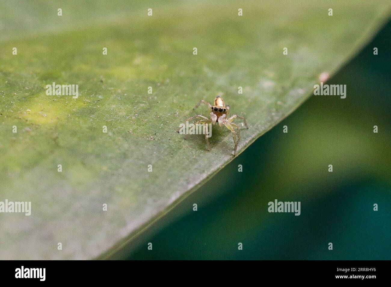 210509 -- MANILA, May 9, 2021 -- A jumping spider is seen at a park in ...