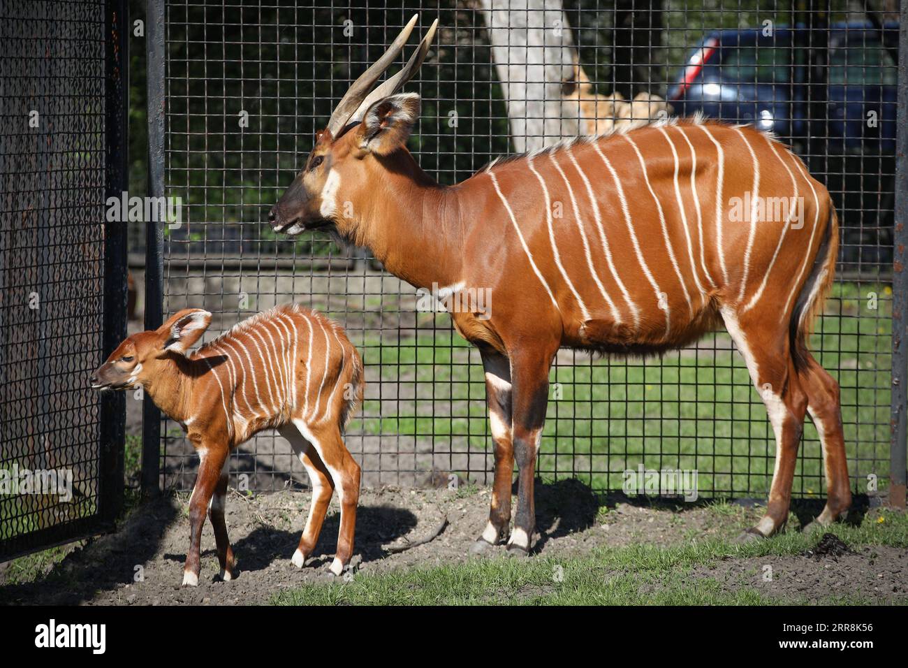Kenyan mountain bongo hi-res stock photography and images - Alamy