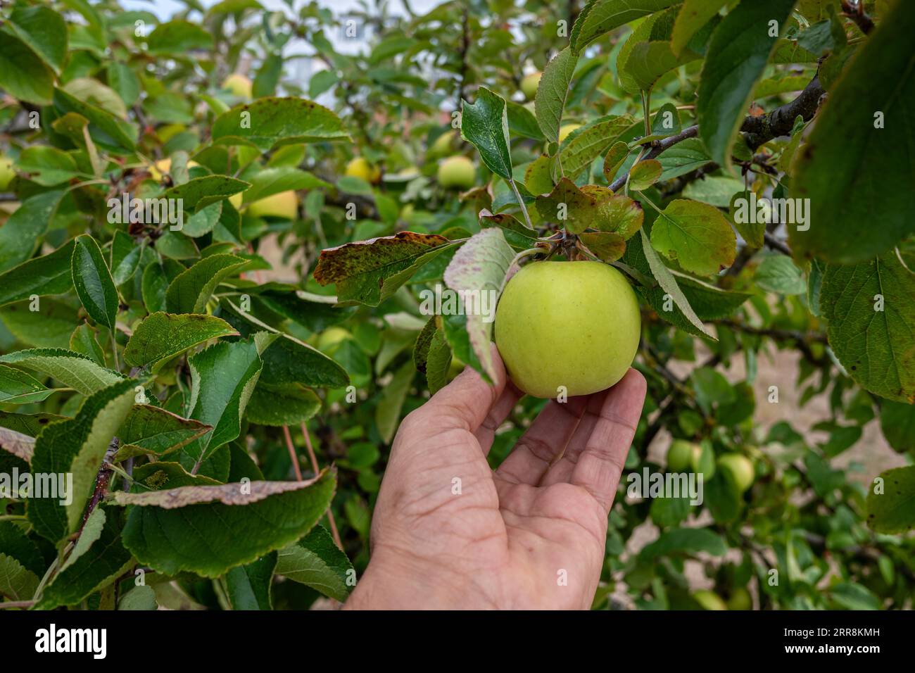 A hand picking an organically grown apple from the branch of a tree ...