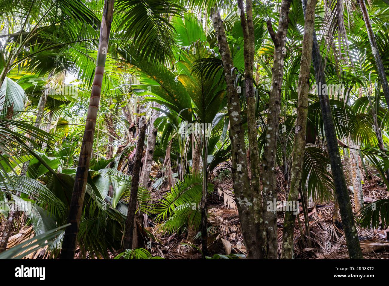 Landscape of a palm forest of Vallee de Mai, Praslin island, Seychelles ...