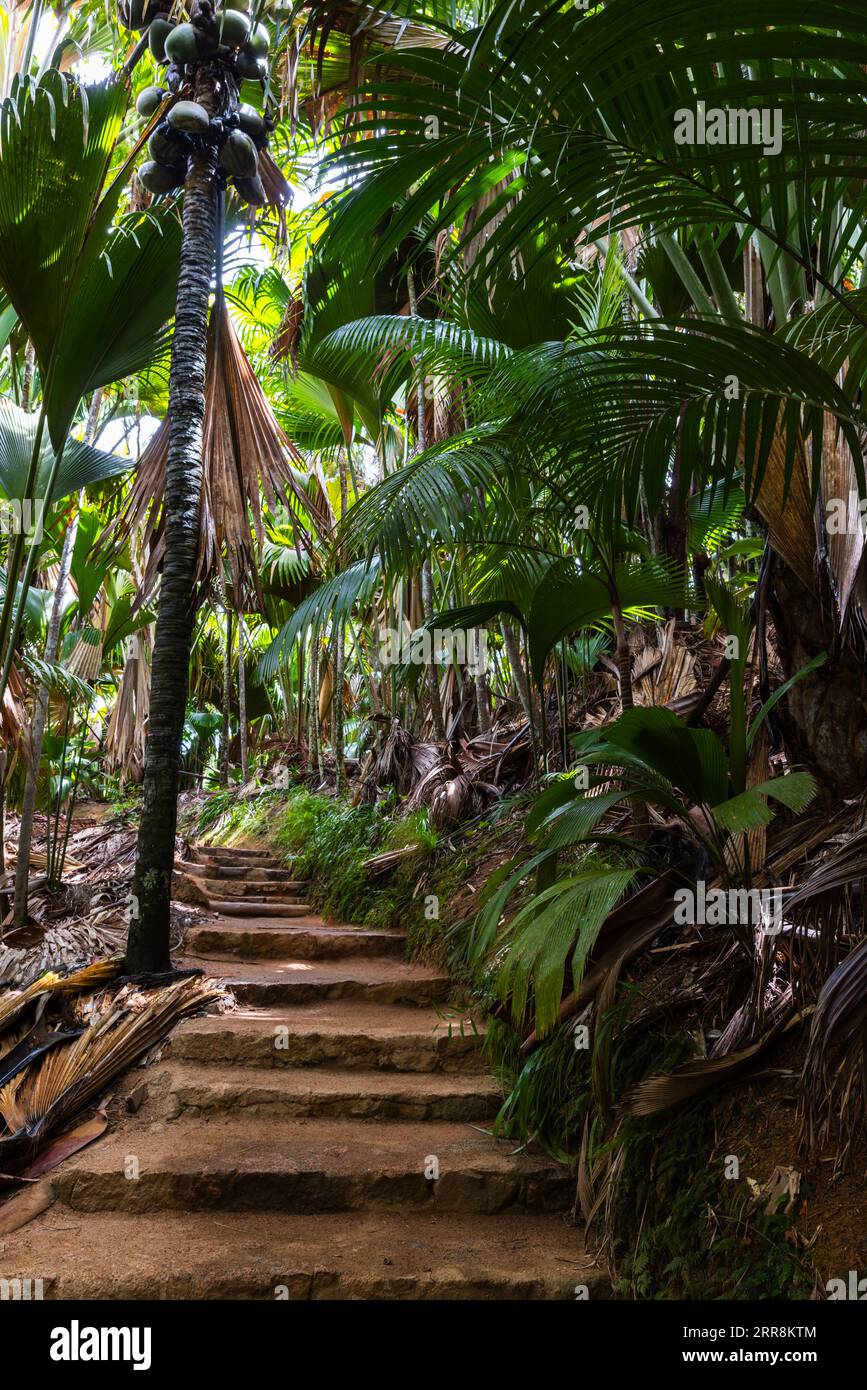 A stairway goes up through the palm forest. Natural reserve park Vallee ...