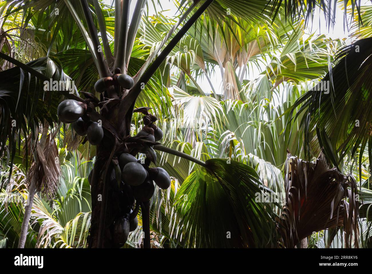 Coco de mer palm tree with fruits, Lodoicea. Vallee de Mai, Praslin ...