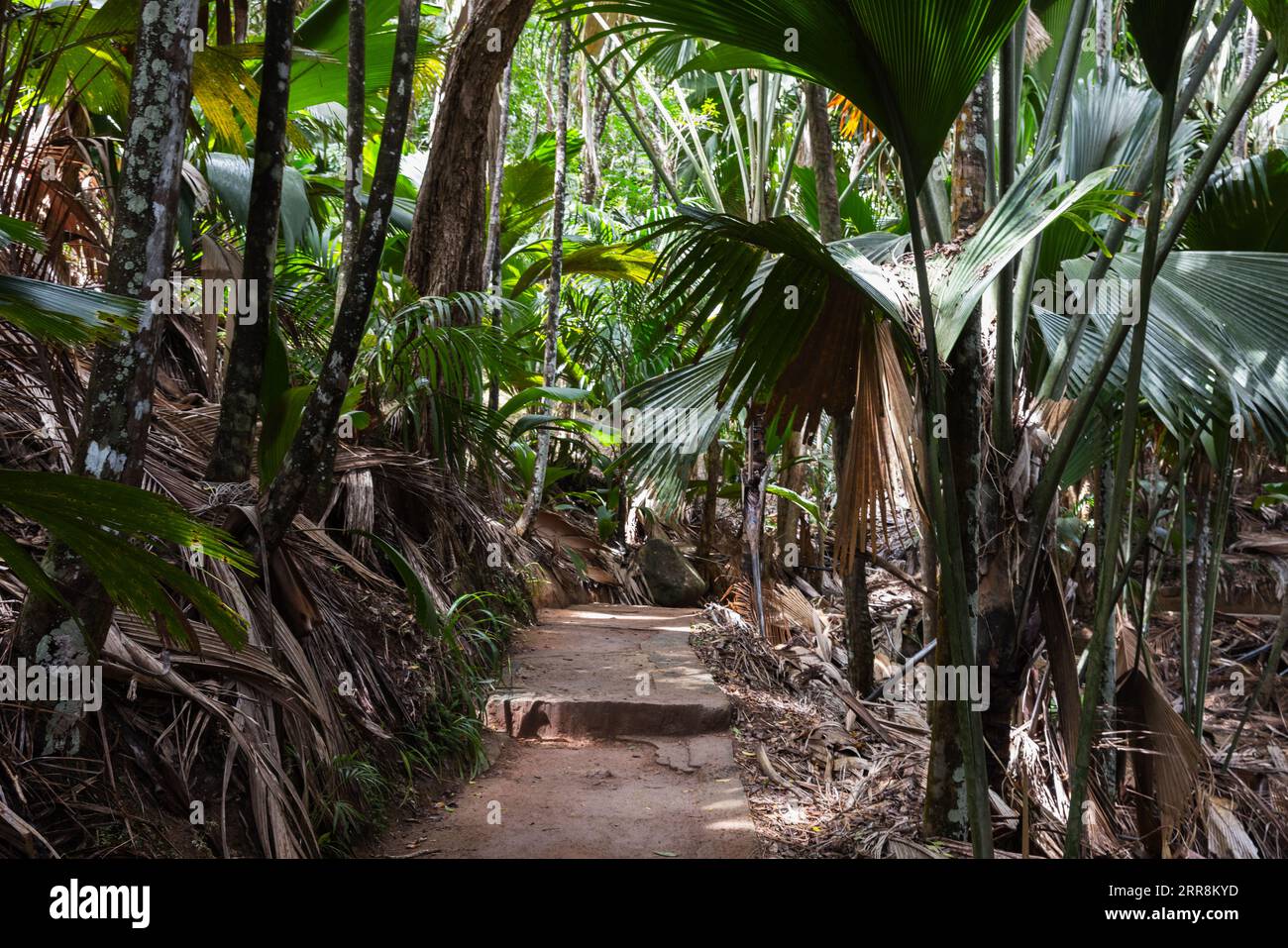 A road goes through the palm forest. Natural reserve park Vallee de Mai ...