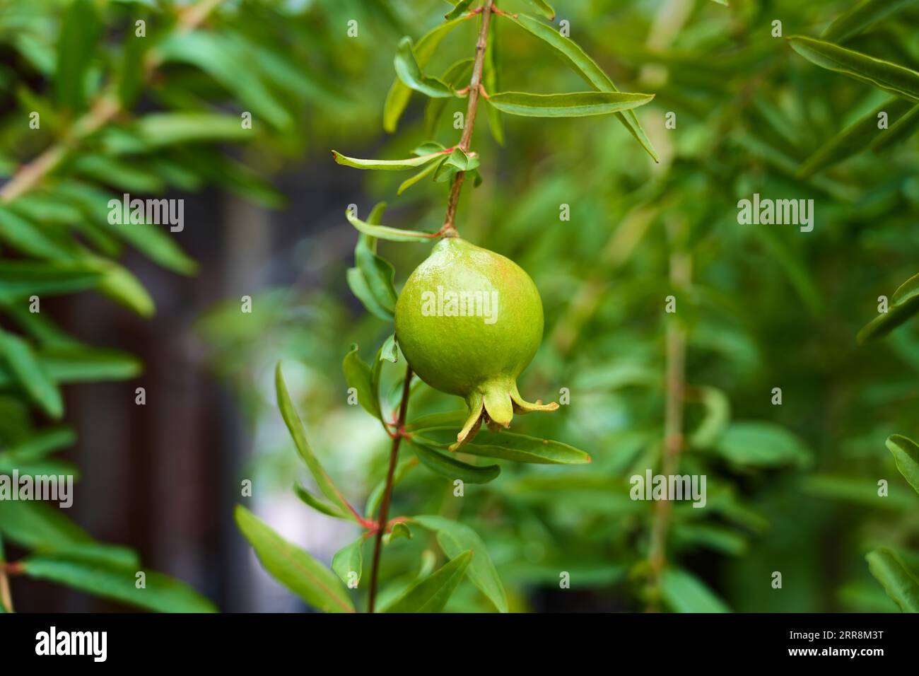 Pomegranate hanging from tree hi-res stock photography and images - Alamy