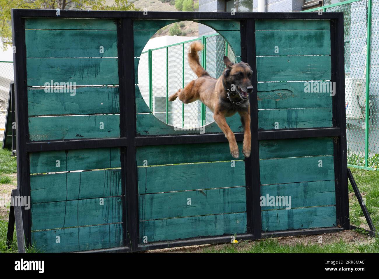 A police search and rescue dog team hi-res stock photography and images ...