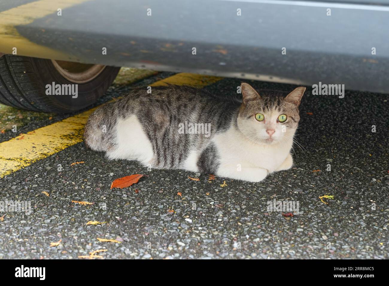 Cat Crouching Under a Car, on Alert Stock Photo - Alamy