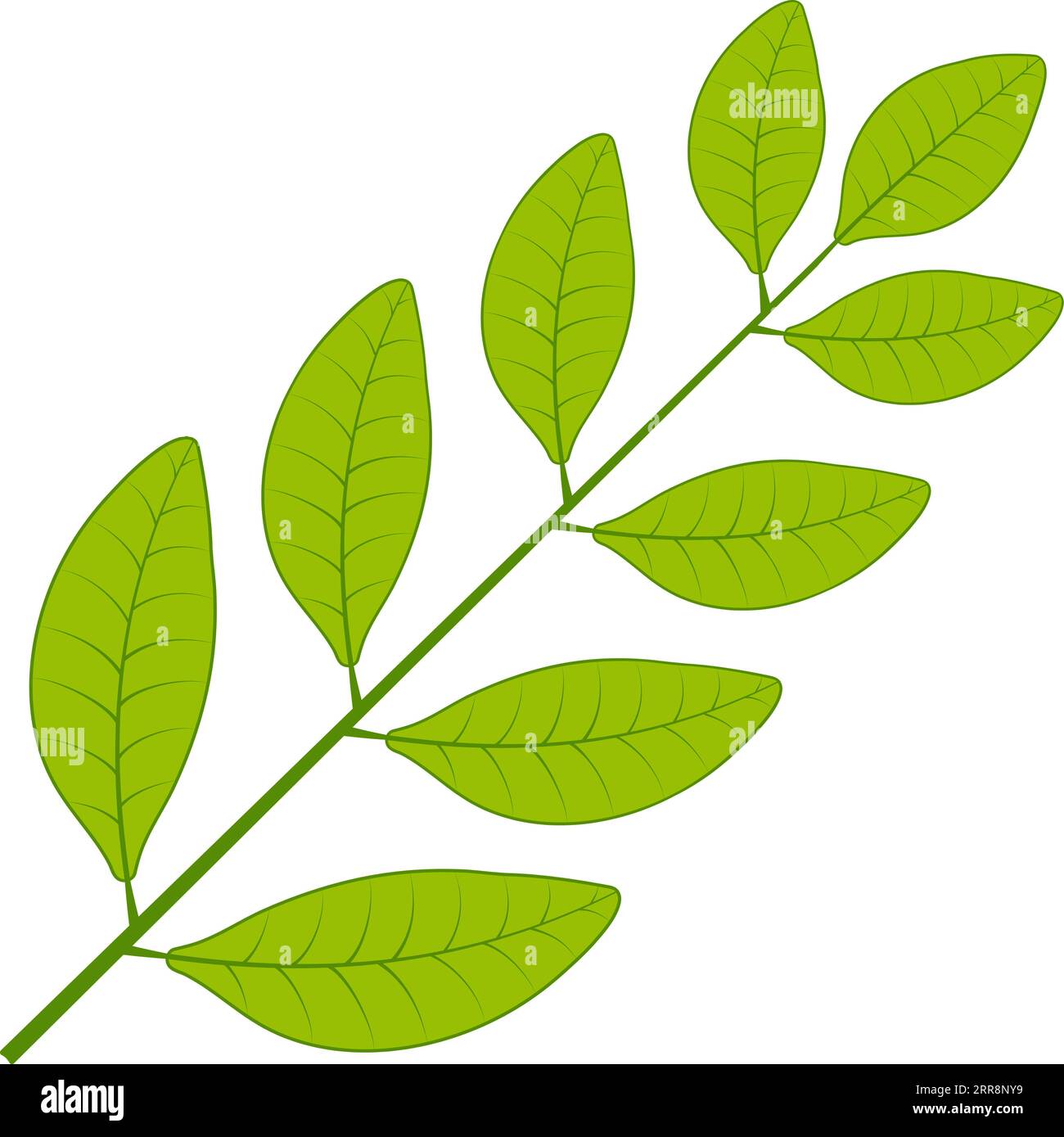 Laurel leave Stock Vector Images - Alamy