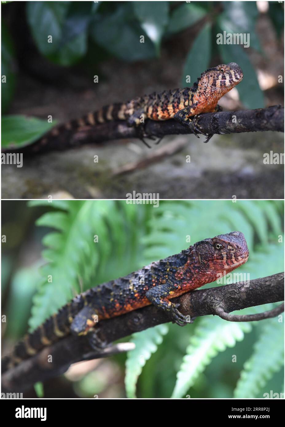 Chinese breeding Cut Out Stock Images & Pictures - Alamy