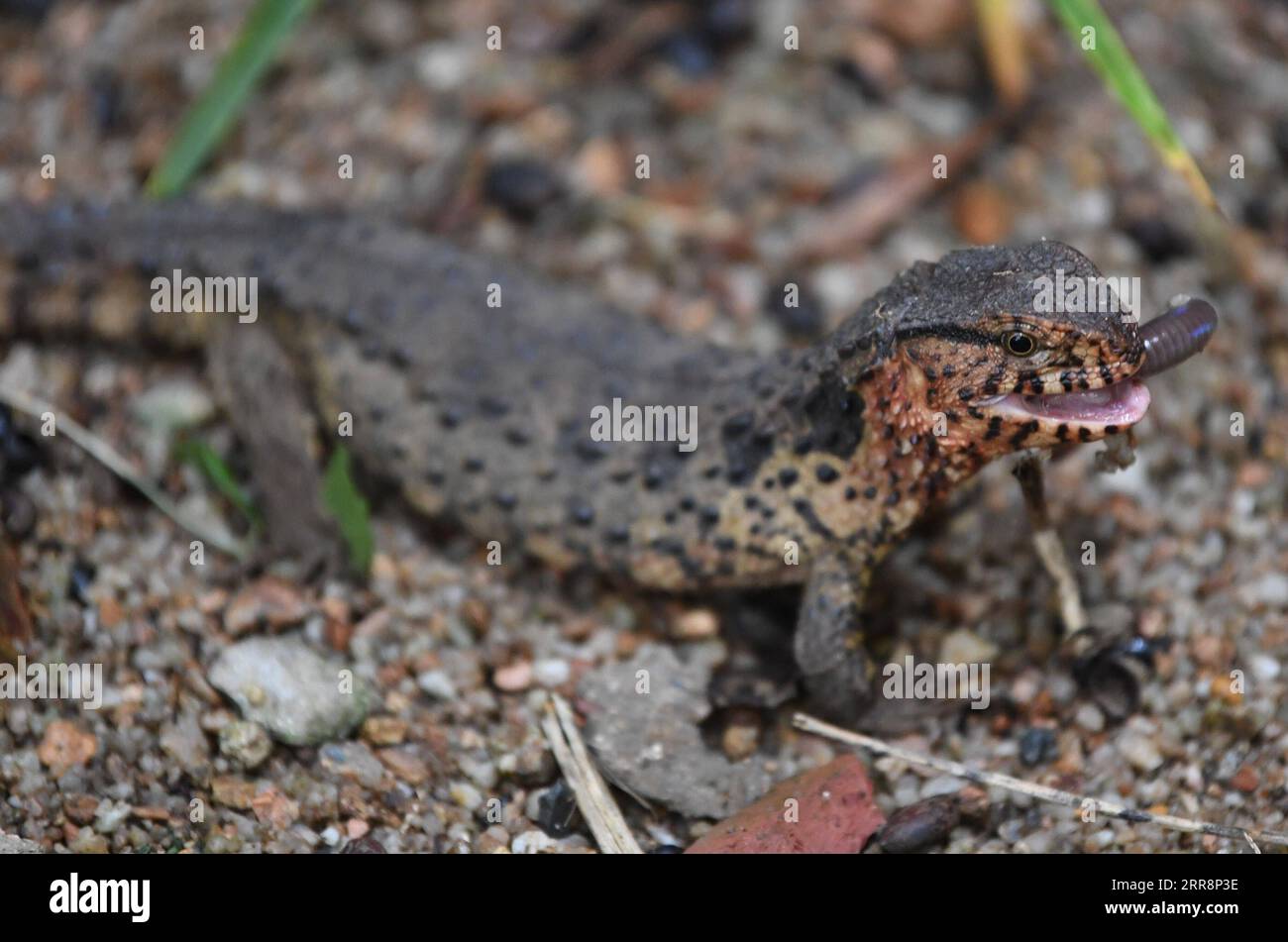 Chinese crocodile lizard hi-res stock photography and images - Alamy